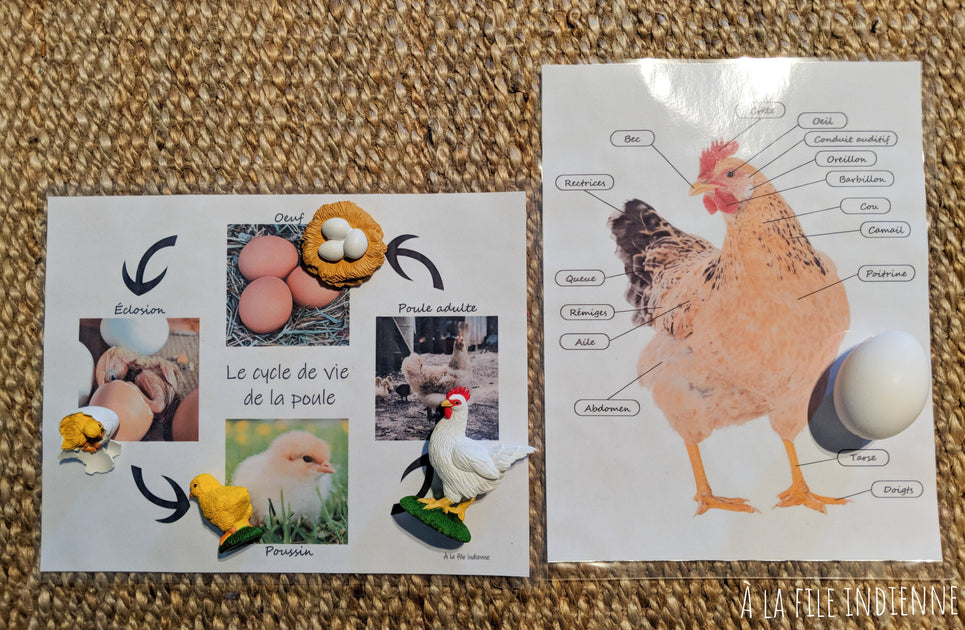 ANATOMIE DE LA POULE – Pomango